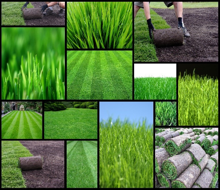 Turf - GrowGreen Fertiliser